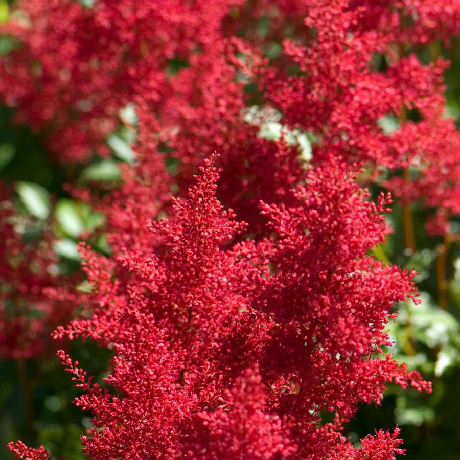Astilbe japonica 'Red Sentinel'