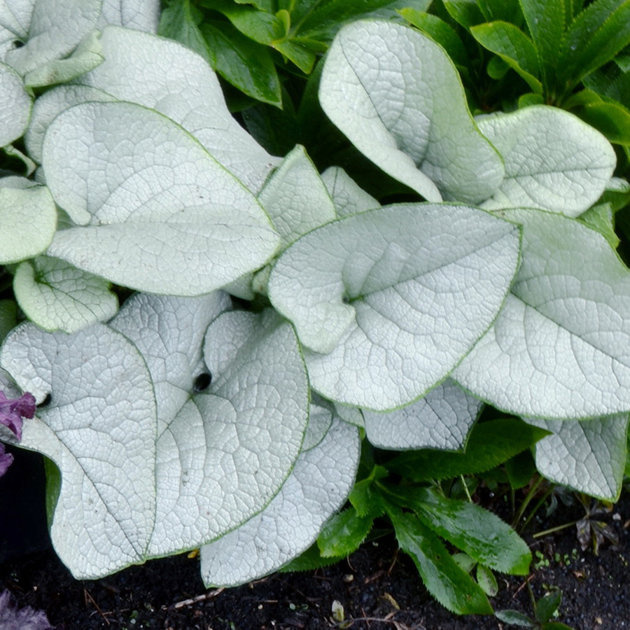 Brunnera macrophylla 'Alexandria'