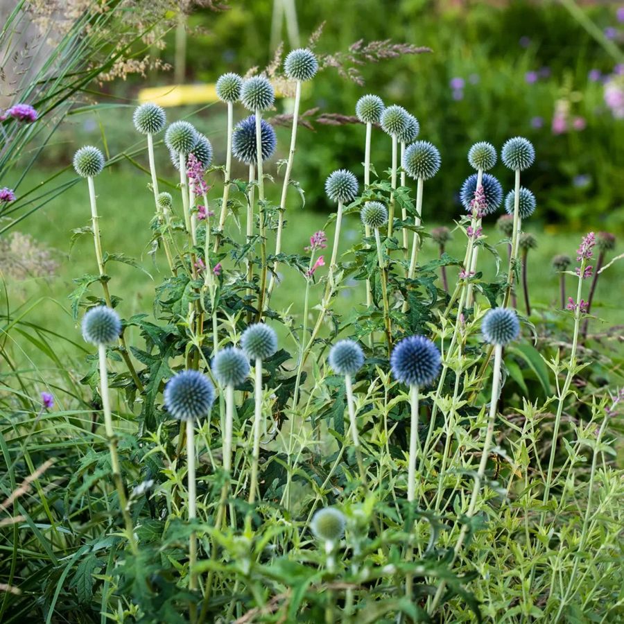 Echinops bannaticus 'Blue Globe'