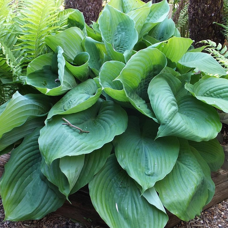 Hosta 'Jurassic Park'