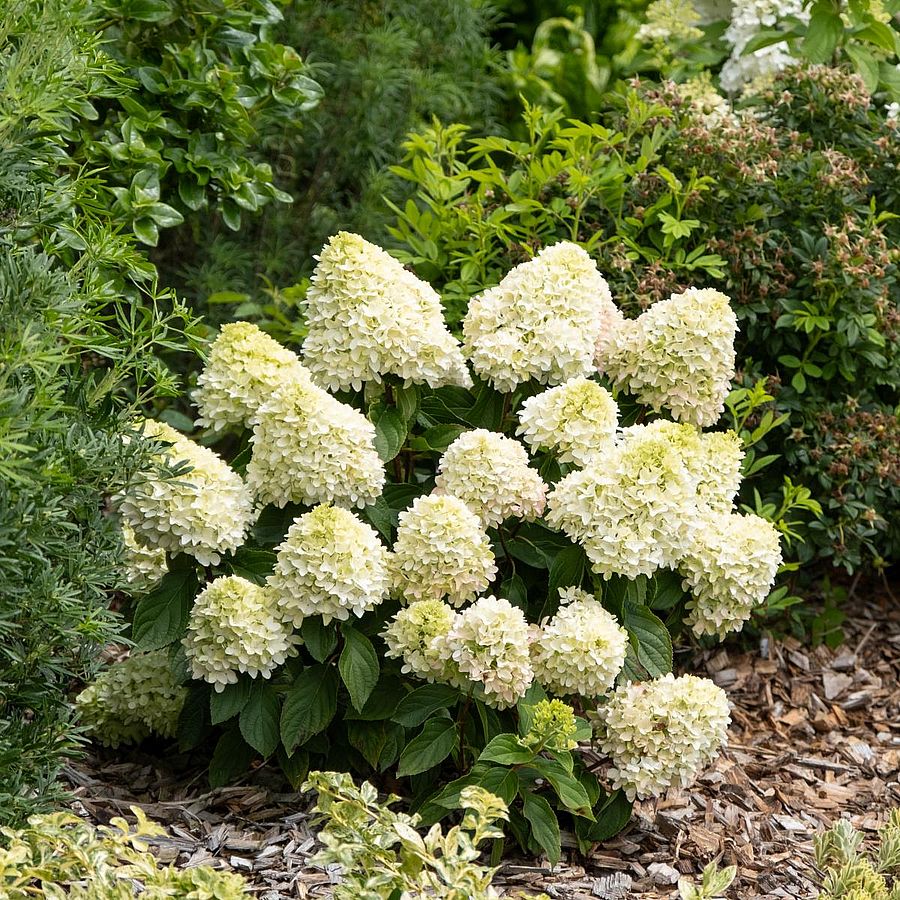 Hydrangea paniculata 'Little Fresco'