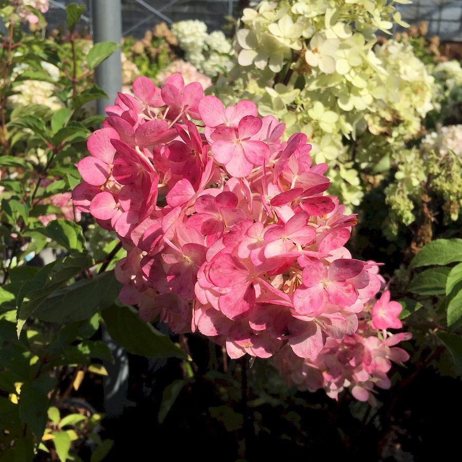Hydrangea paniculata 'Pink Lady'
