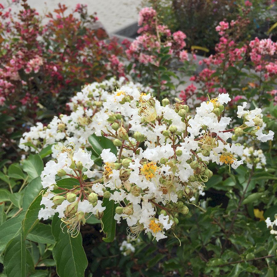 Lagerstroemia x 'Natchez'