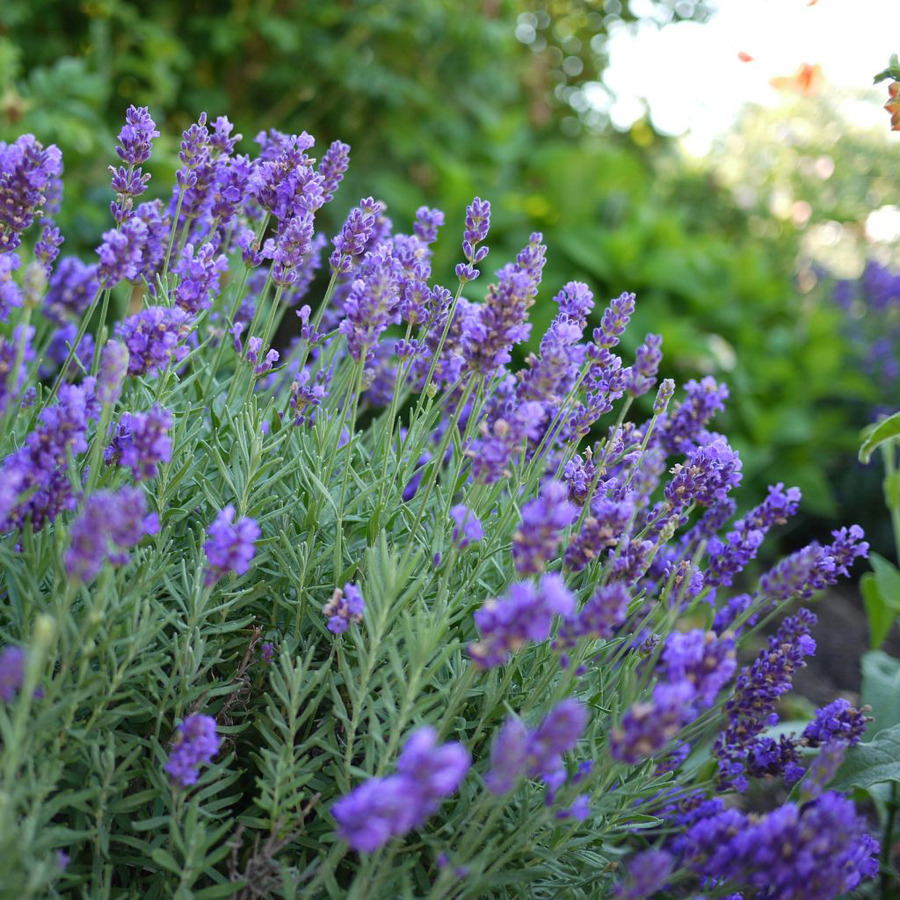 Lavandula x intermedia 'Eleganze Goliath'