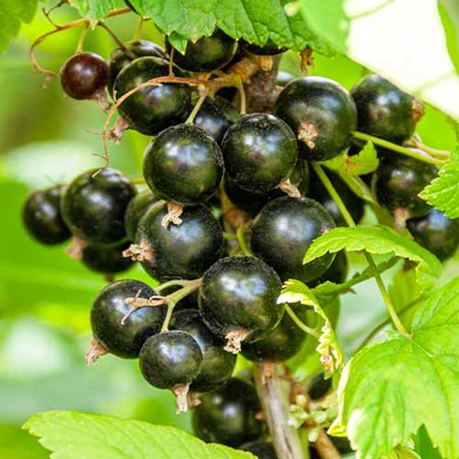 Ribes nigrum 'Titania'