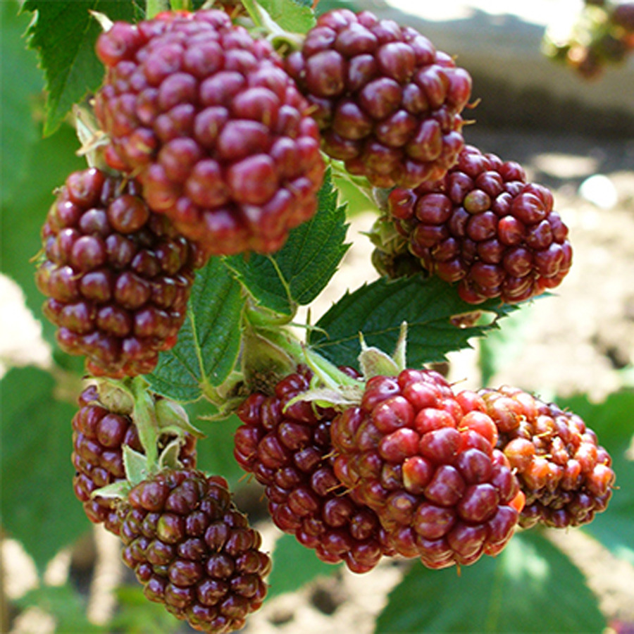 Rubus hybrid 'Buckingham'