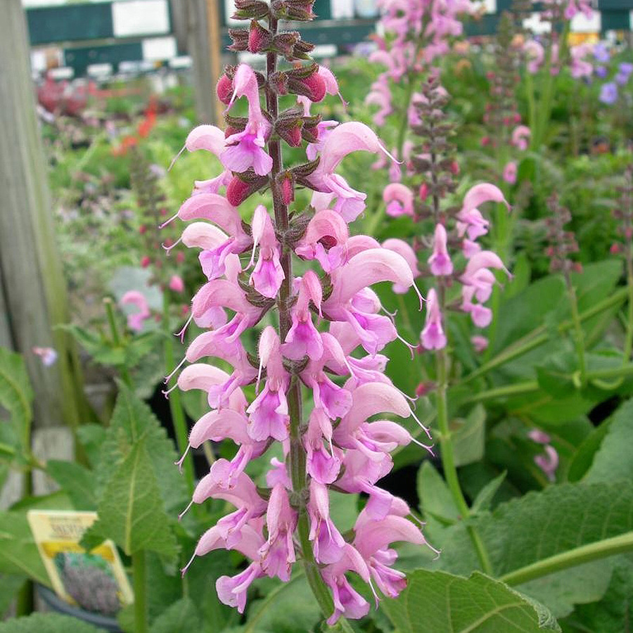 Salvia pratensis 'Eveline'