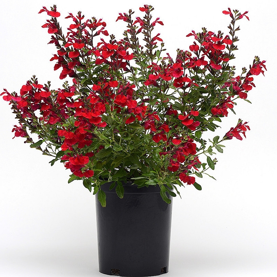 Salvia greggii 'Mirage Cherry Red'