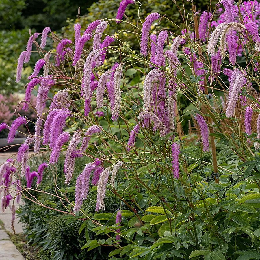Sanguisorba hakusanensis 'Lilac Squirrel'