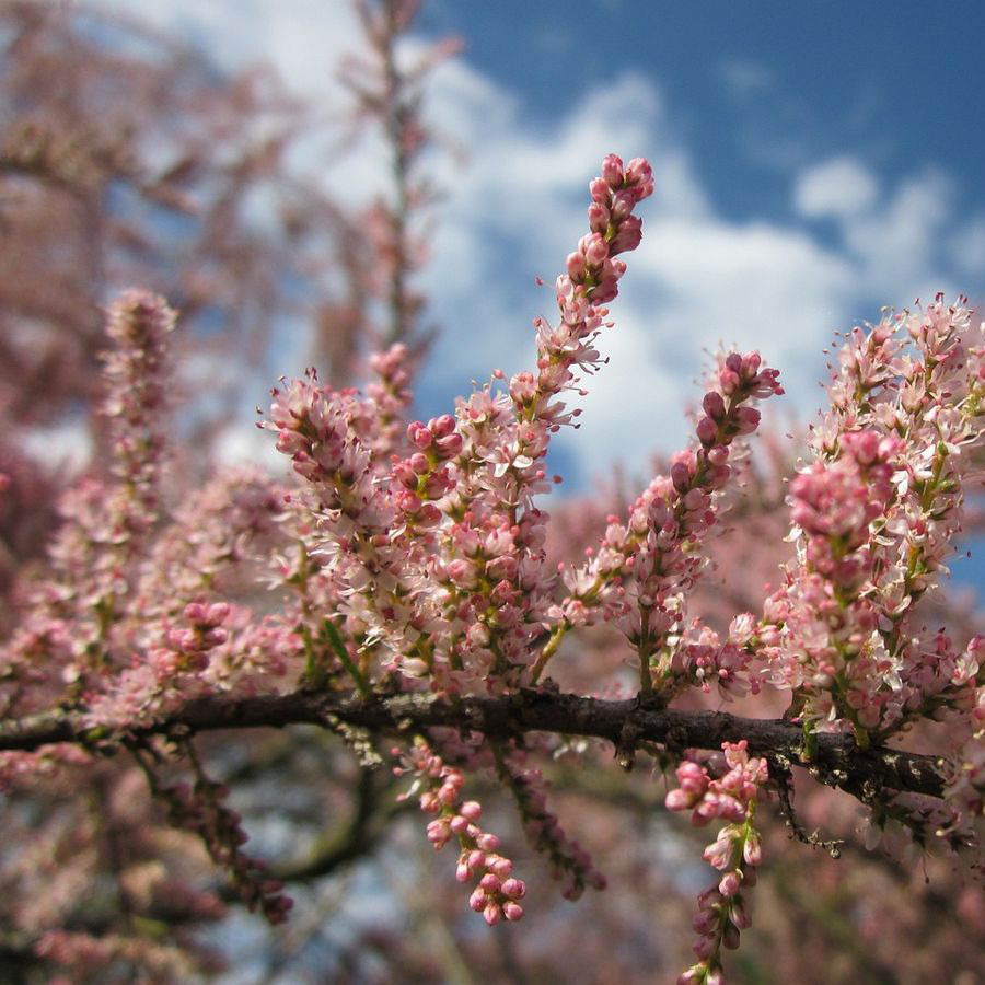 Tamarix gallica
