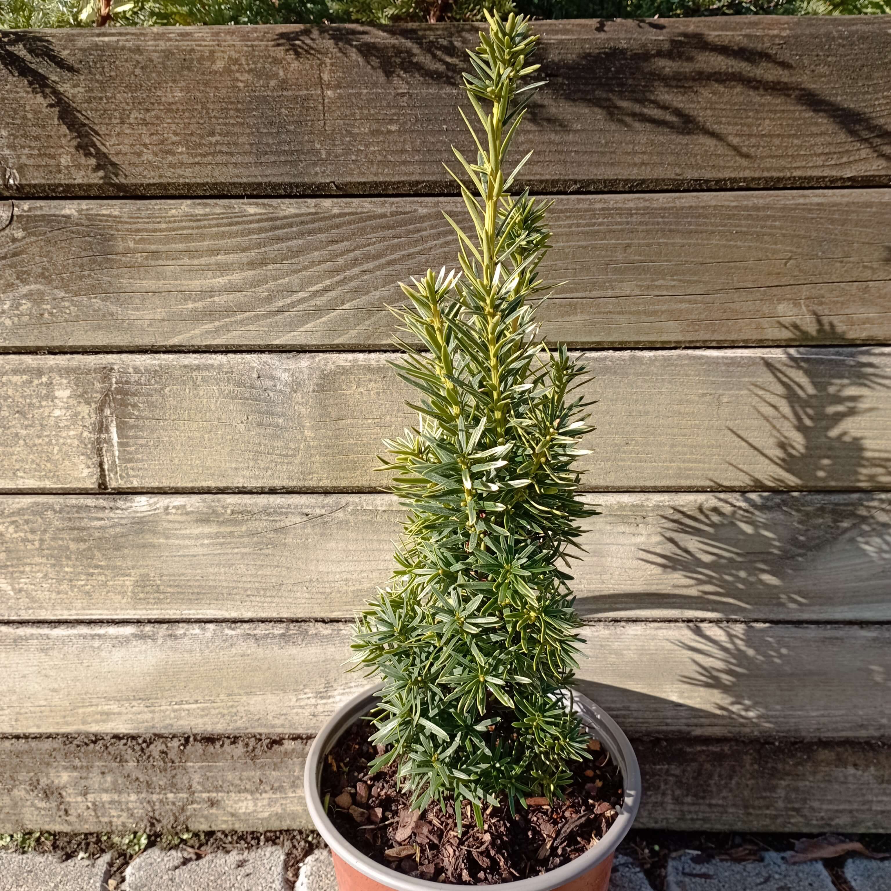 Taxus baccata 'David'