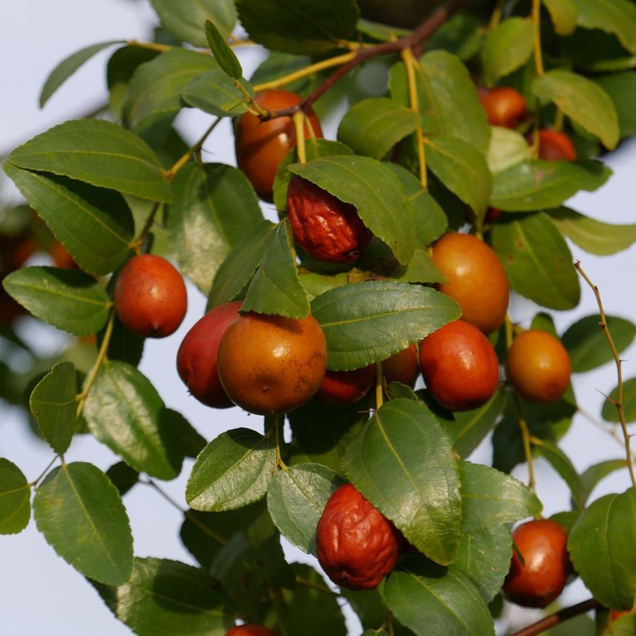 Ziziphus jujuba 'Nostrano Grosso'