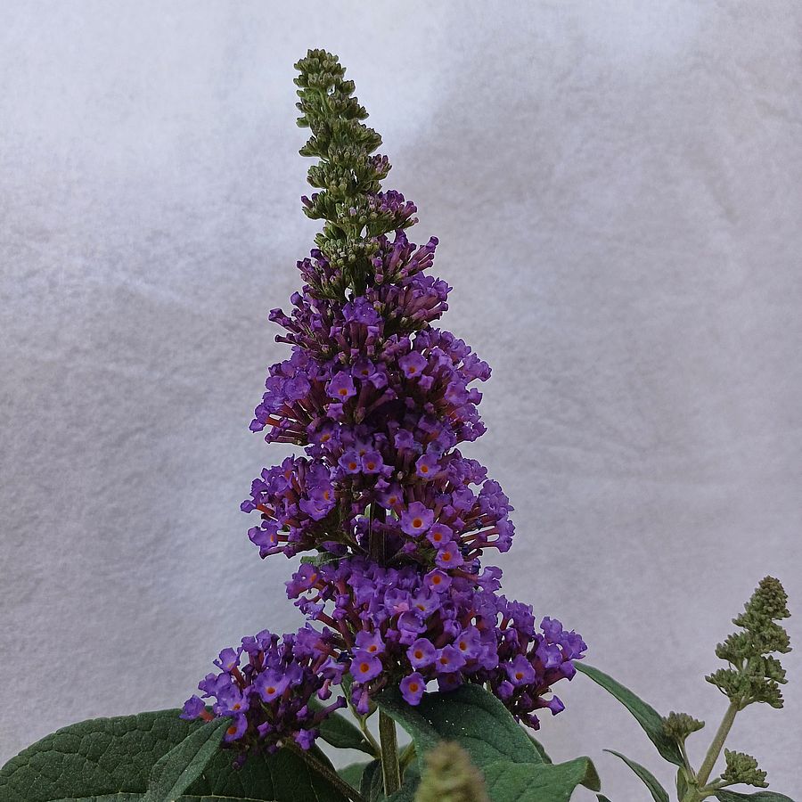 Buddleja 'Chrysalis Blue'