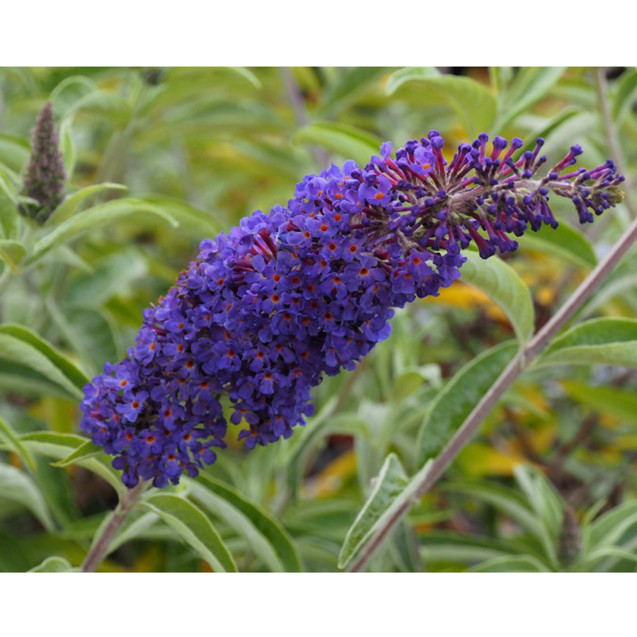 Buddleja davidii 'Adonis Blue'