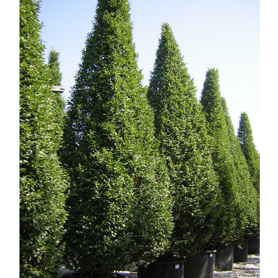 Carpinus betulus 'Fastigiata' (syn.Pyramidalis)