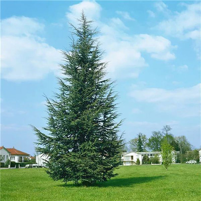 Cedrus libani 'Glauca Pyramidalis'