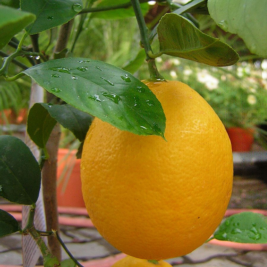 Citrus sinensis