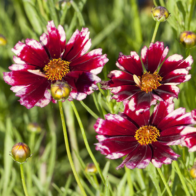 Coreopsis verticillata 'Ruby Frost'