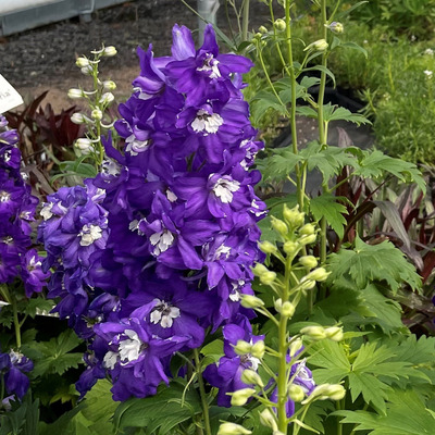 Delphinium elatum 'Delphina Dark Blue White Bee'
