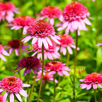 Echinacea purpurea 'Raspberry Truffle'