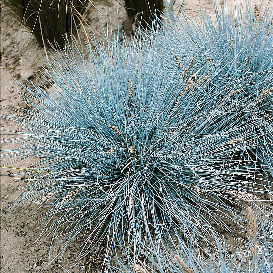 Festuca glauca 'Uchte'
