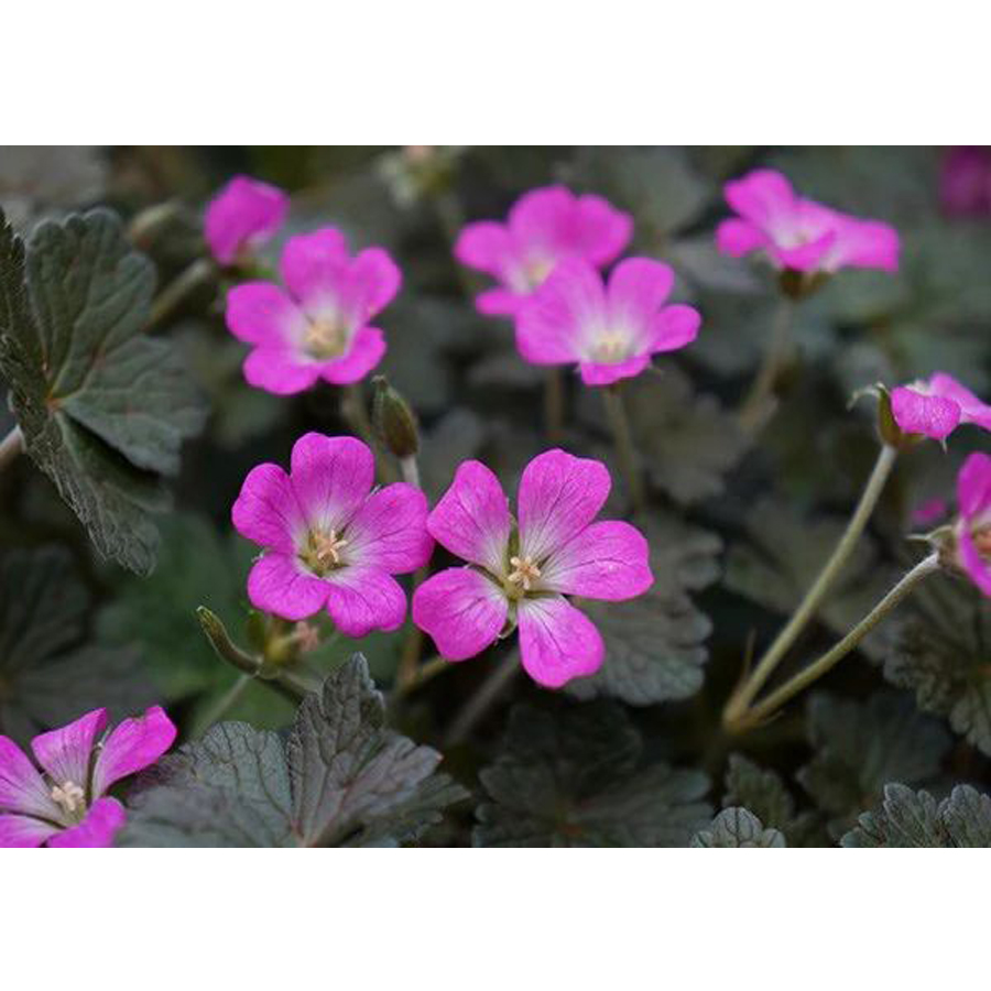 Geranium hybrid 'Orkney Cherry'