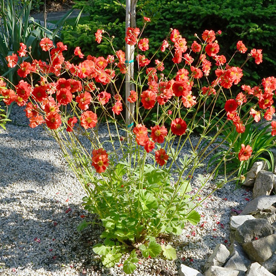 Geum 'Tempest Scarlet'