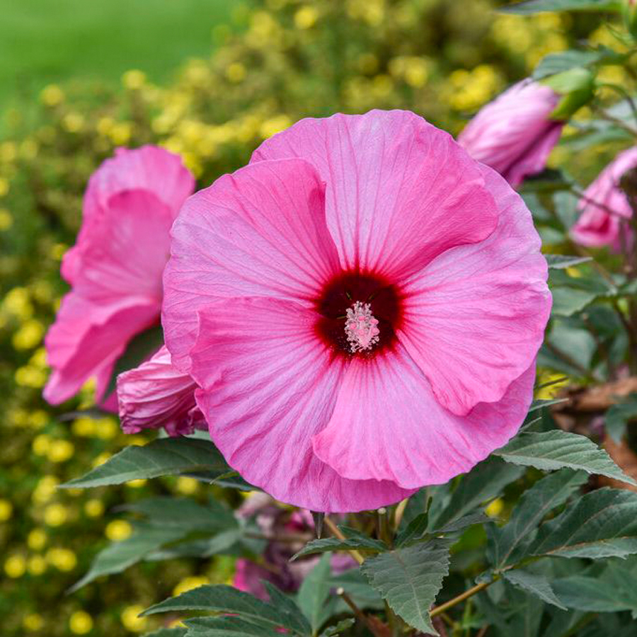 Hibiscus moscheutos 'Candy Crush'
