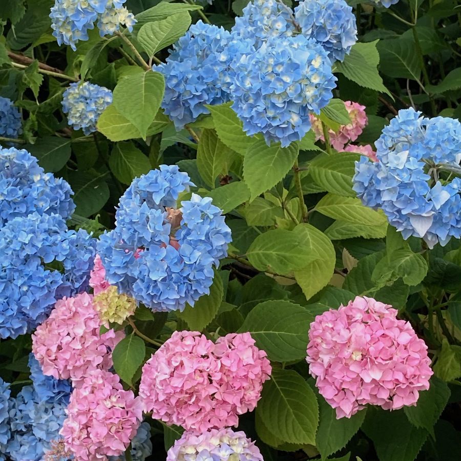 Hydrangea macrophylla 'Fushion' mix