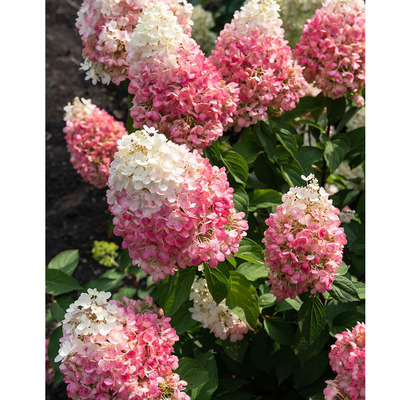 Hydrangea paniculata 'Living Pinky Promise'