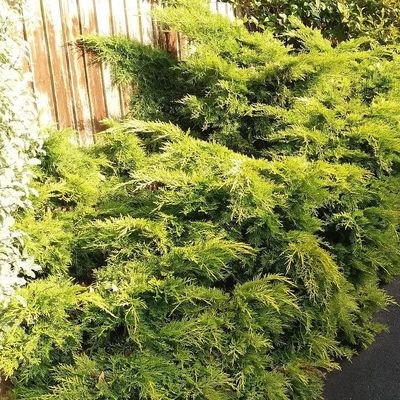 Juniperus media 'Pfitzeriana Aurea'