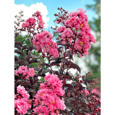 Lagerstroemia indica 'Black Diamond Shell Pink'