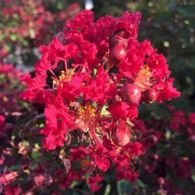 Lagerstroemia indica 'Red Imperator'