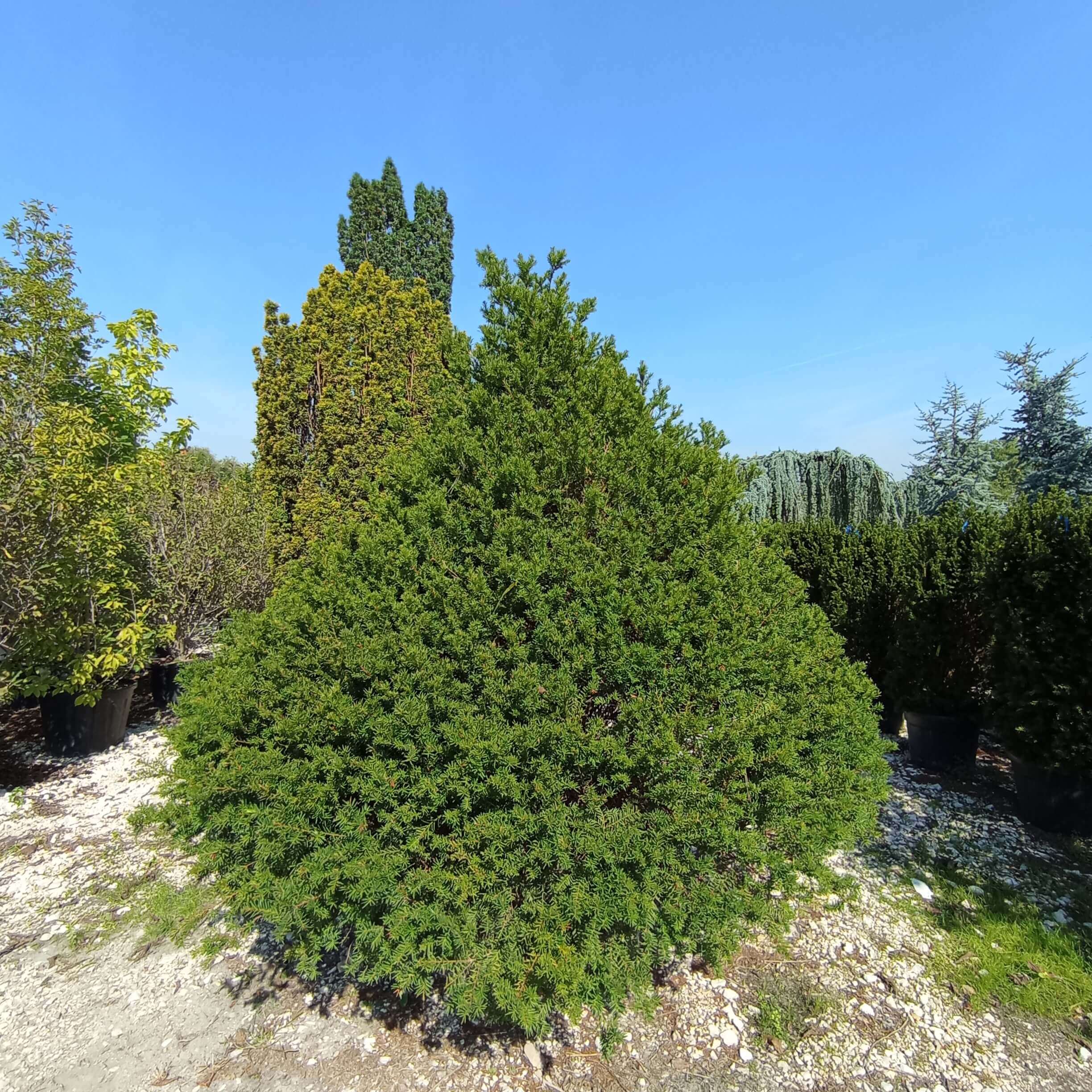 Taxus baccata