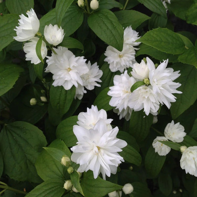 Philadelphus x virginalis 'Minnesota Snowflake'