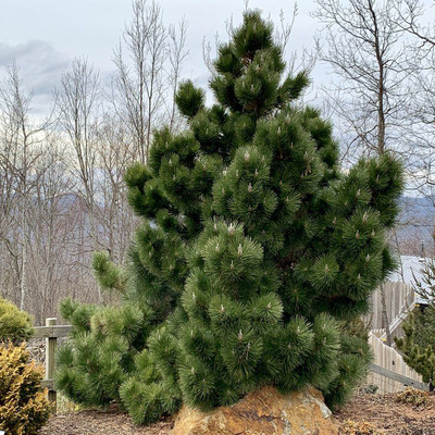 Pinus thunbergii 'Thunderhead'