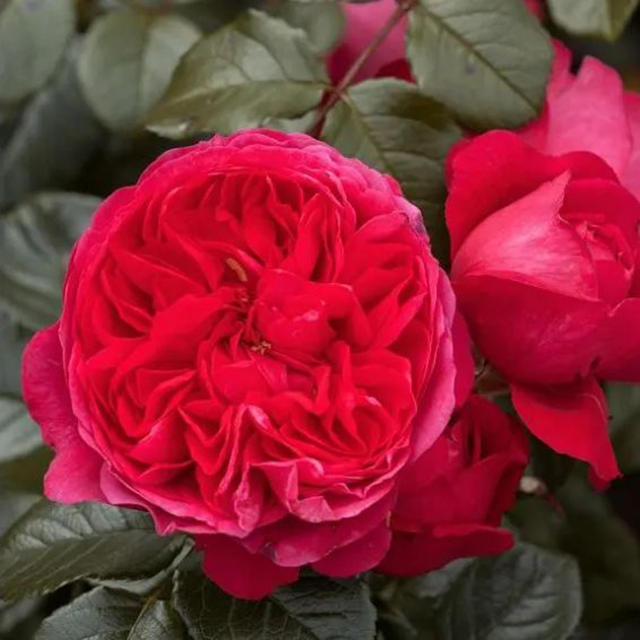 Rosa 'Deep Love'