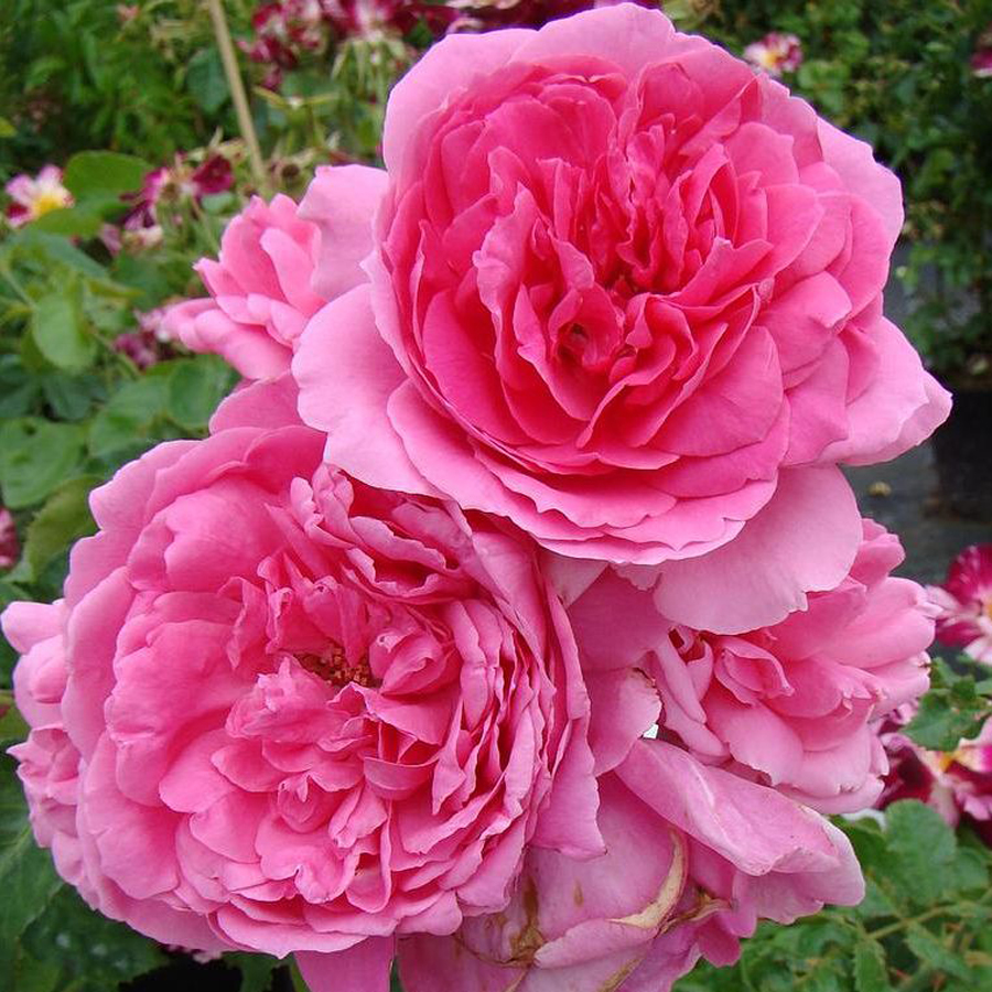Rosa 'Pink Cloud'