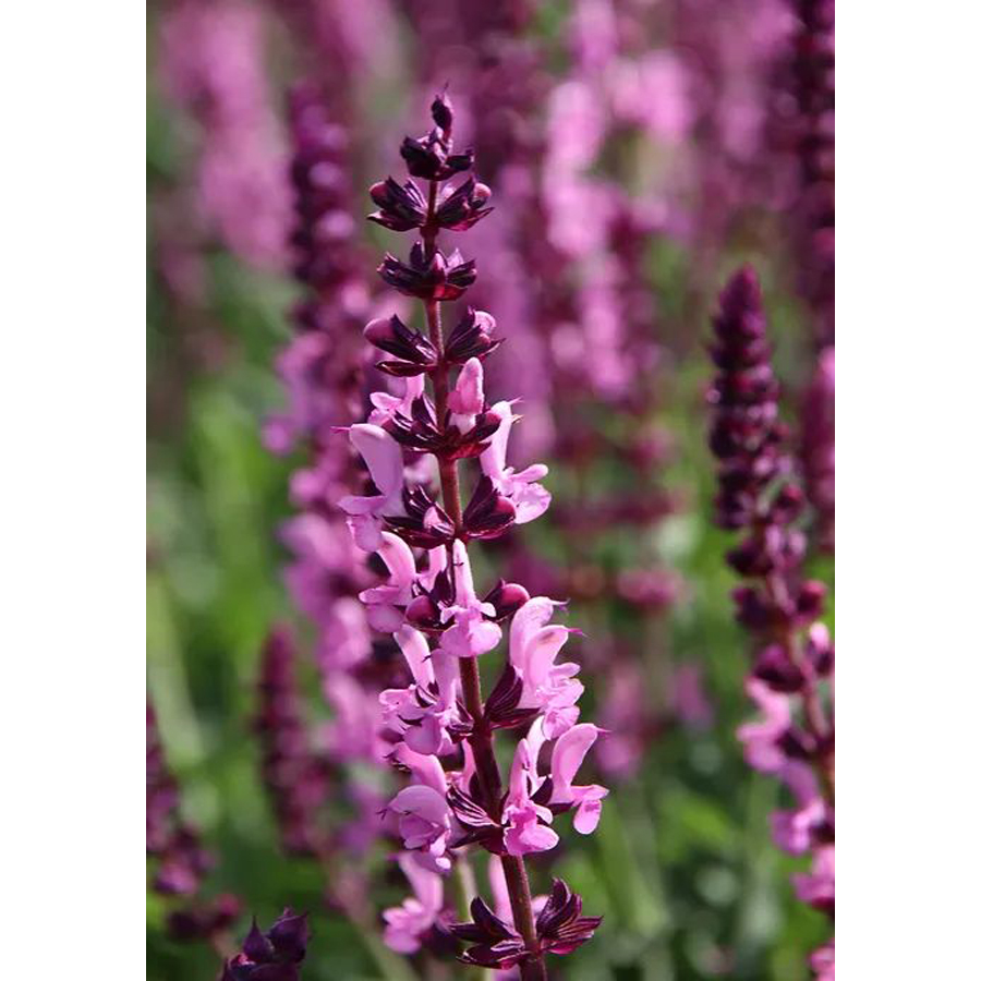 Salvia nemorosa 'Sensation Medium Deep Rose'