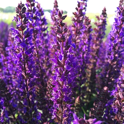 Salvia nemorosa 'Midnight Purple'