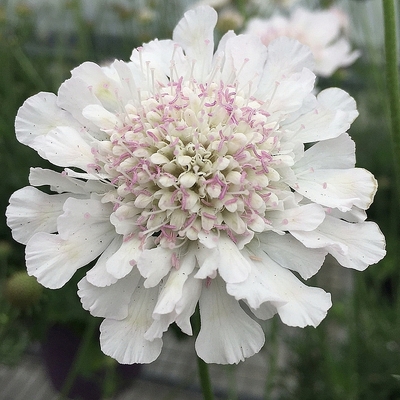 Scabiosa incisa 'Kudo White'